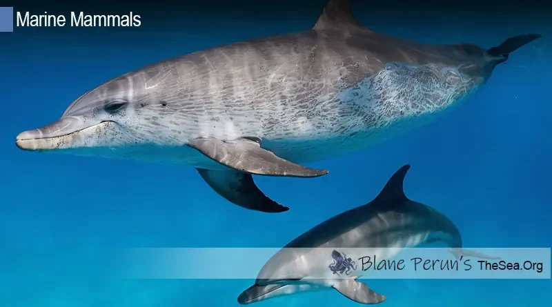 Atlantic Spotted Dolphin • Blane Perun's TheSea.Org
