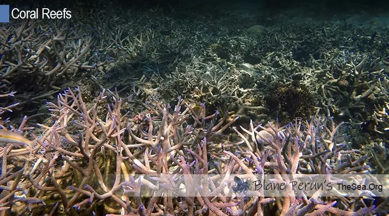 Coral Reef Crest • Blane Peruns Thesea Org