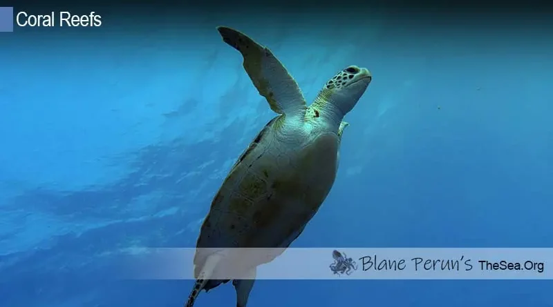 Florida Coral Reef Ecosystem • Blane Peruns Thesea Org