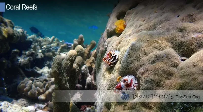 How Do Coral Reefs Work • Blane Peruns Thesea Org