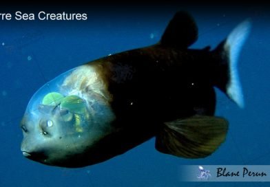 Frilled Shark • Blane Perun's TheSea.Org